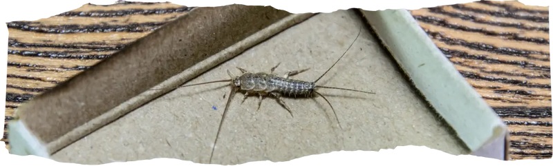 silverfish traps