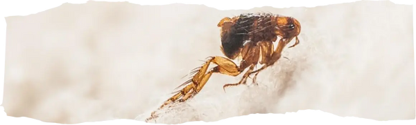 How to Get Rid of Fleas: Effective Control Tips - Riddy