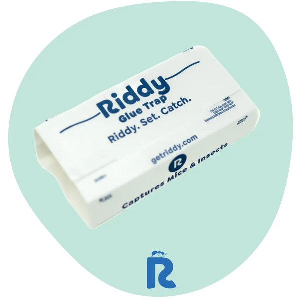 Riddy Mouse Glue Board Giveaway (Scented) - 3 Pack