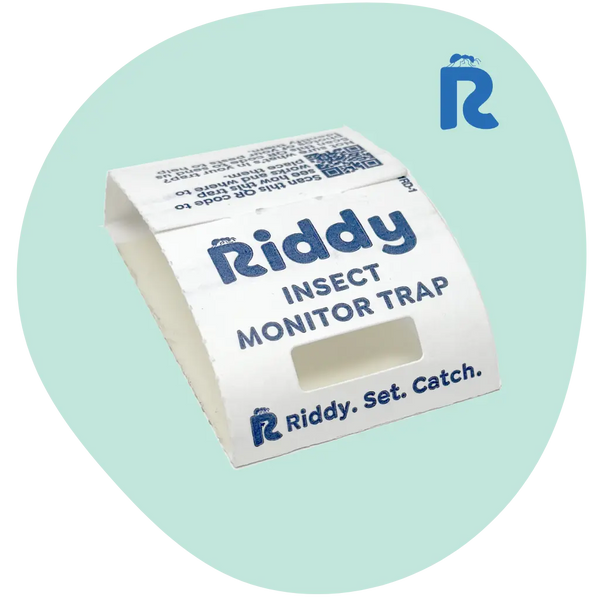 Riddy Insect Monitor Trap - 2Pack